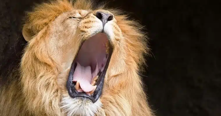 Meet Merlin, The Cat Who Purrs As Loud As A Lion