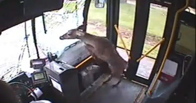Deer Gets Hit By Bus; Ends Up Inside