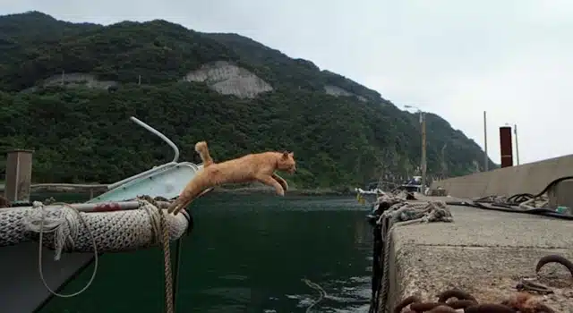 Tashirojima: The Japanese Cat Island
