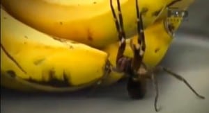 Dozens Of Deadly Spiders Burst From Banana As Woman Is About To Eat It