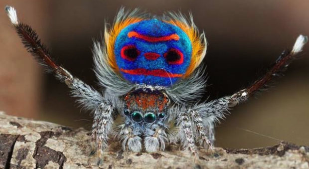 Pictures Of The Most Beautiful Spider - The Coastal Peacock Spider