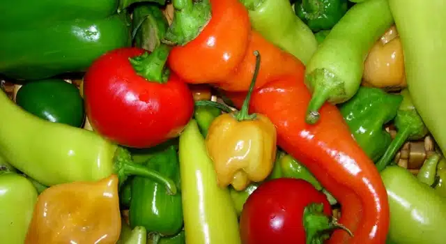 Why Are Chillis Hot?