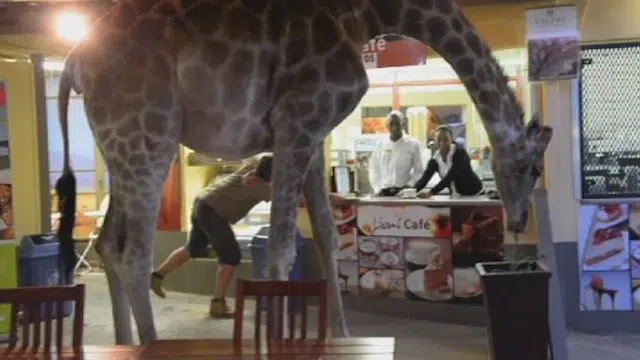 VIDEO: A Giraffe Walks Into A Barâ€¦.No, Seriously