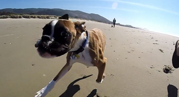 VIDEO: Two Legged Dog Runs On Beach; Inspires Everyone