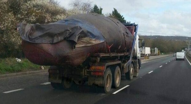 Dead Whale Driven Through Kent And Other Exploding Whale Tales