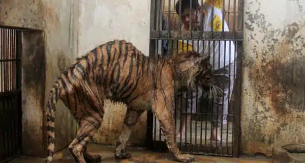 A Confronting Look Inside Indonesia's Horrific 'Zoo Of Death'
