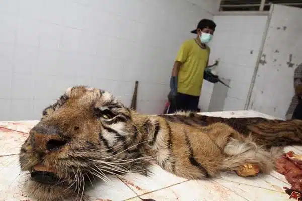 A Confronting Look Inside Indonesia's Horrific 'Zoo Of Death'
