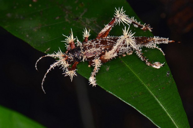 Terrifyingly Beautiful Insect Zombie Fungus
