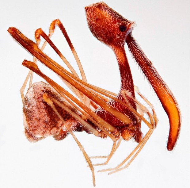10 Utterly Bizarre Spider Species