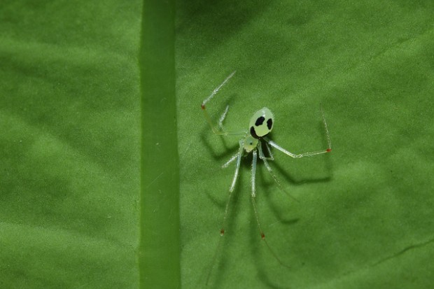 10 Utterly Bizarre Spider Species