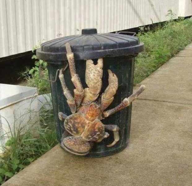 The Coconut Crab Is The Scariest Crustacean You'll Ever See