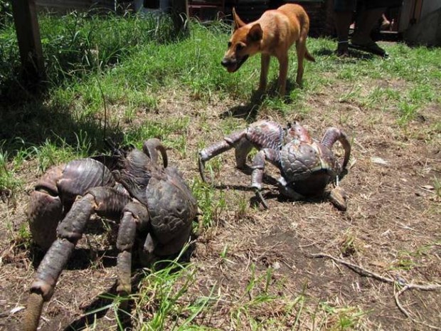 The Coconut Crab Is The Scariest Crustacean You'll Ever See