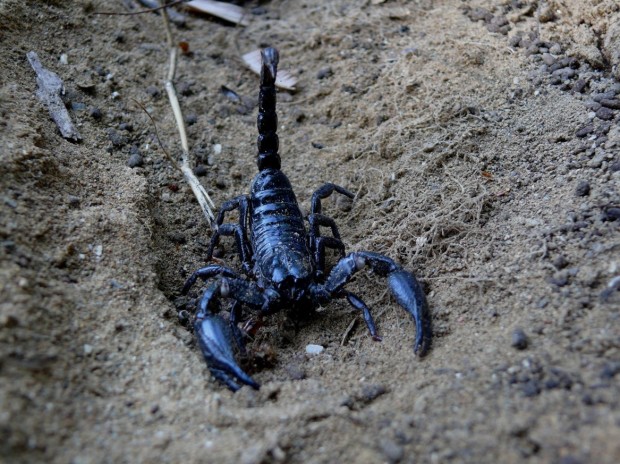 ISIS Unleash SCORPION BOMBS In Iraq As Latest Terror Tactic