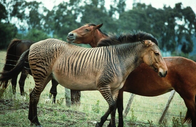 13 Amazing Animal Hybrids That Actually Exist