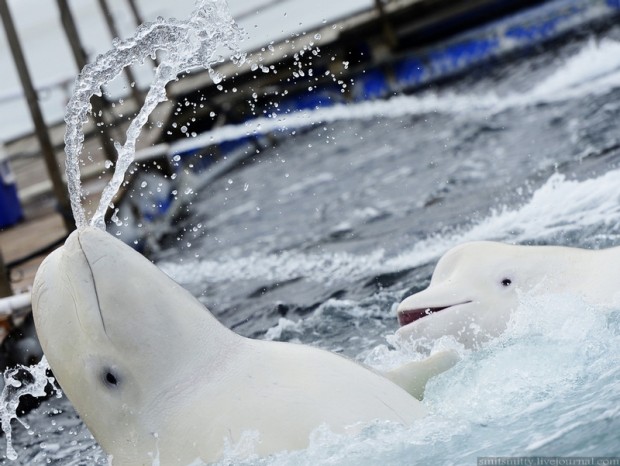 Incredible Images Of White Beluga Whales Being Trained In Russia