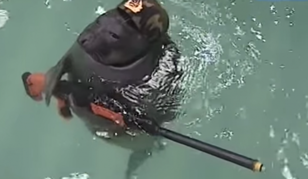 WATCH: Russians Are Training Seals For Military Action