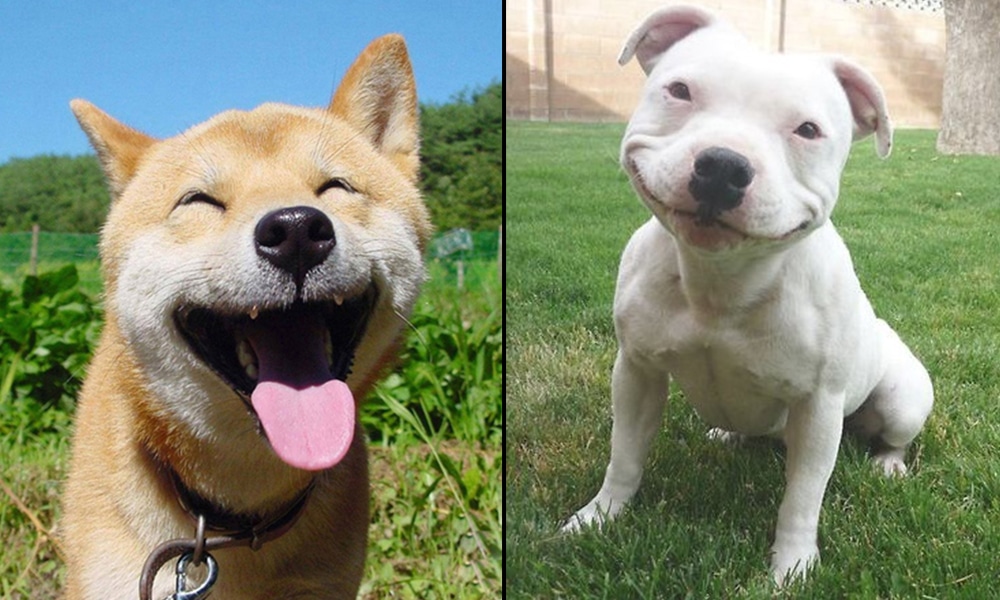 This Anti-Ageing Drug Could Allow Your Dog To Live Four Years Longer This Anti-Ageing Drug Could Allow Your Dog To Live Four Years Longer