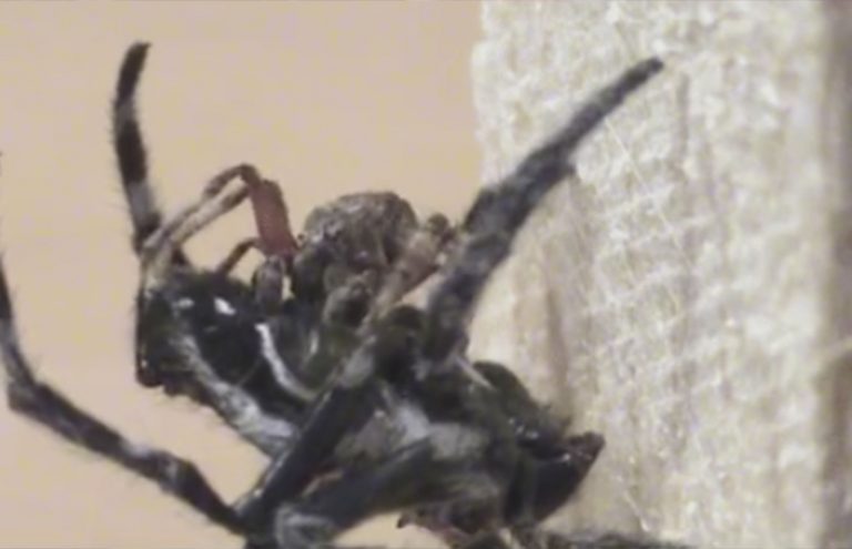 Female Spiders Are Forcing Male Spiders To Perform Oral Sex On Them Video