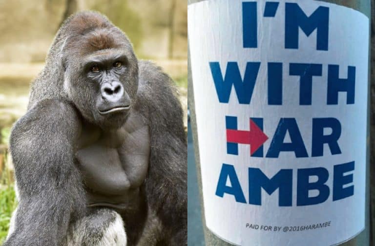Harambe Is Now Neck-And-Neck With The Green Party In The US Election Polls