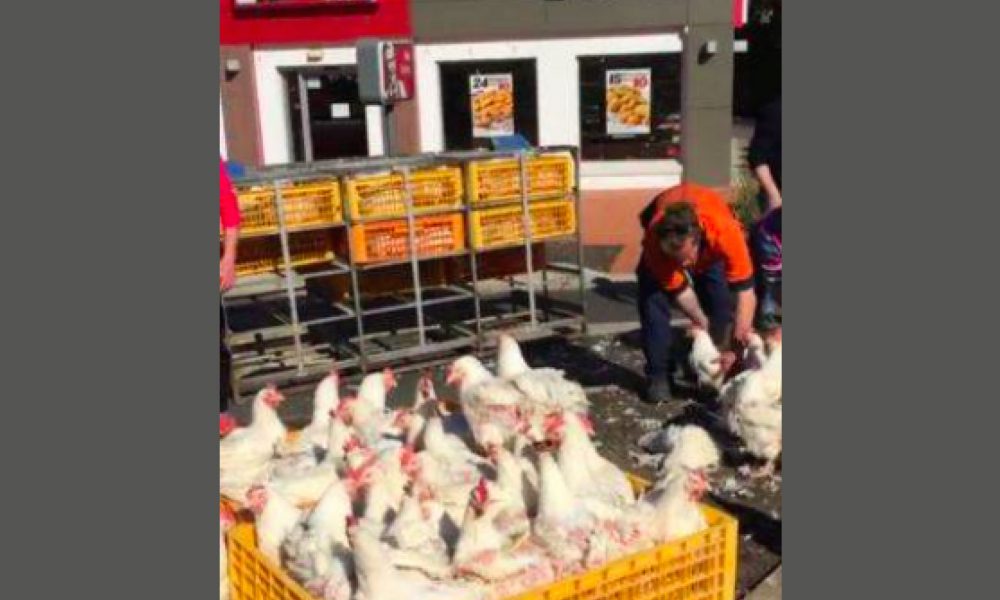 This Vegan Freaked Out After Seeing Chickens Fly Out Of Truck And Onto ...