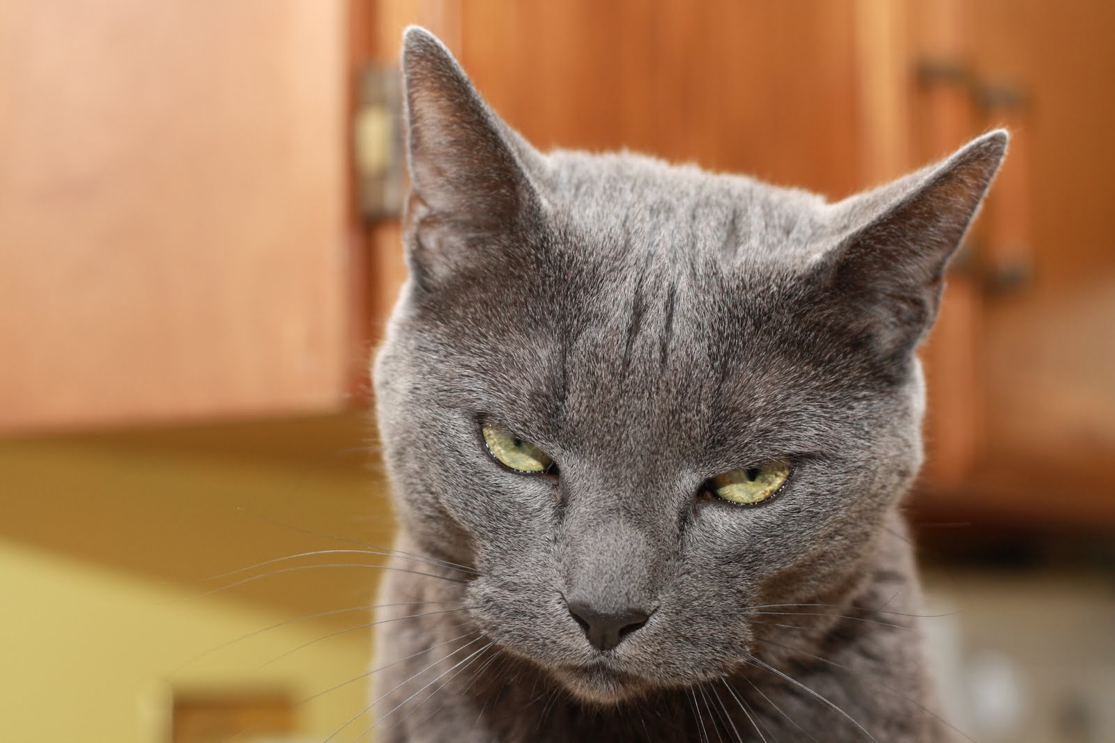Florida Man Shoots Cat After It Looked At Him Like It Owned The Place Florida Man Shoots Cat After It Looked At Him Like It Owned The Place