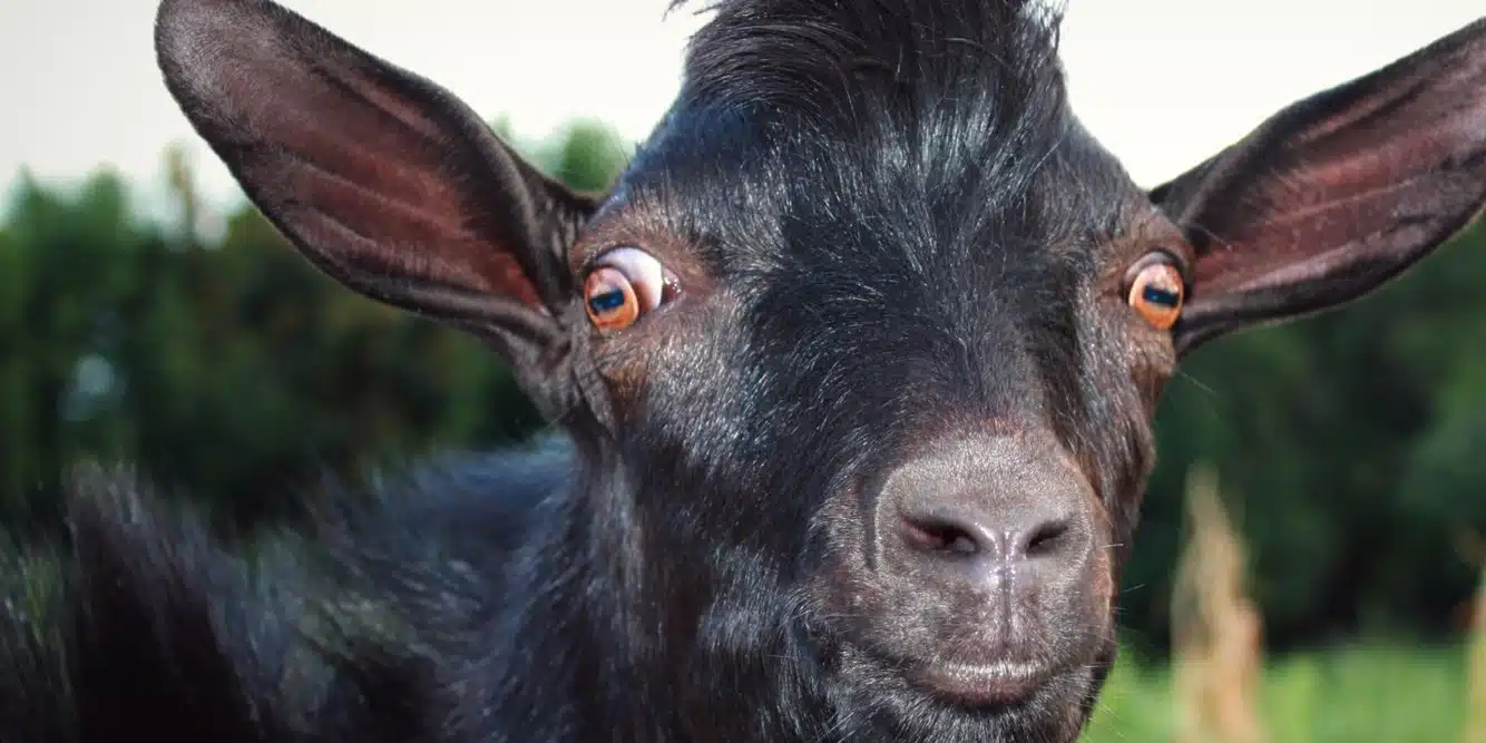 Aggressive Goats Addicted To Human Urine Were Airlifted Out Of National ...