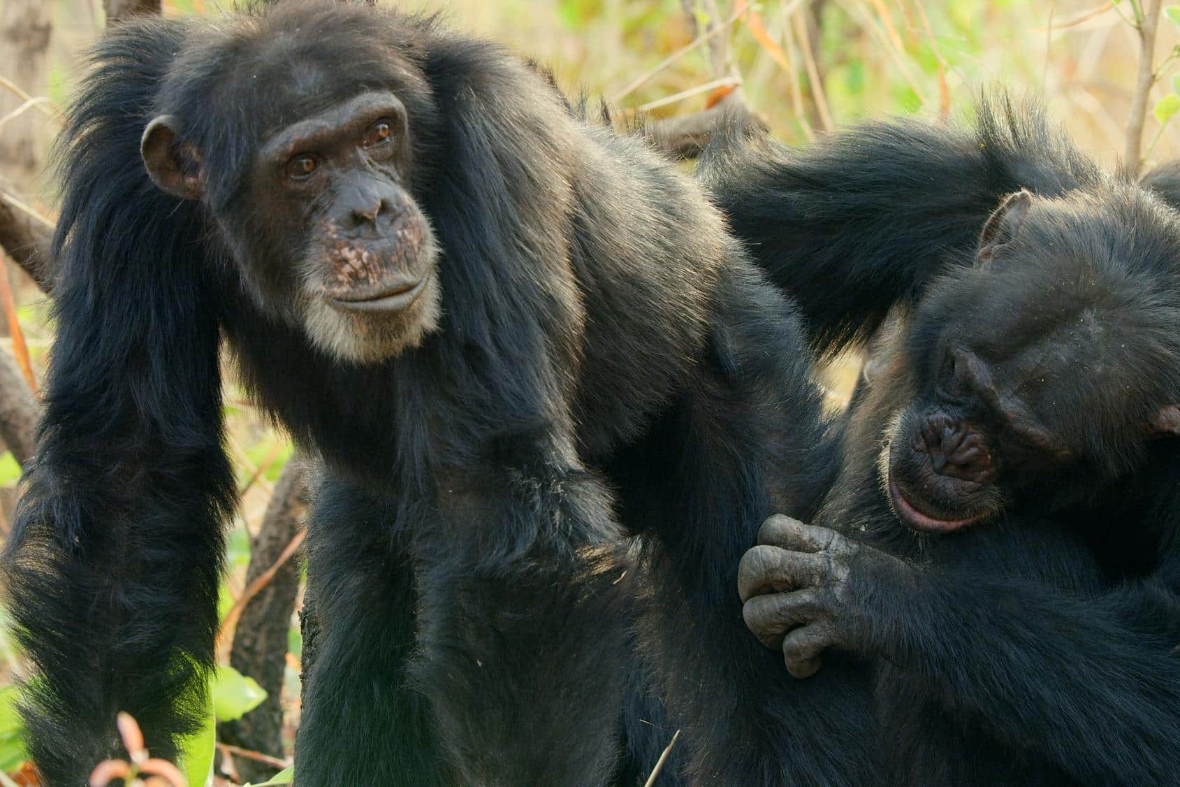 David The Chimpanzee From Dynasties Has Been Found Beaten To Death