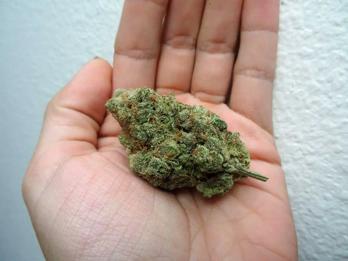 Three Dead After Smoking Fake Weed Laced With Rat Poison