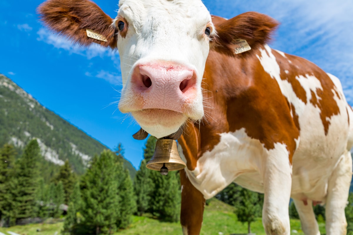 A New Study Is Effectively Developing A Google Translate For Cows