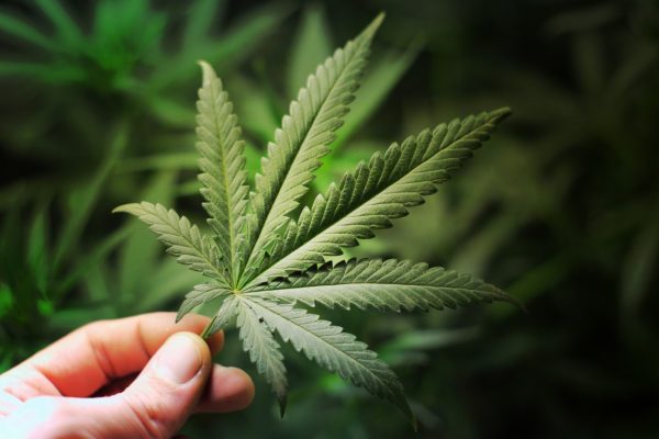 Scientists Have Discovered New Weed Compound That Gets You 30 Times ...