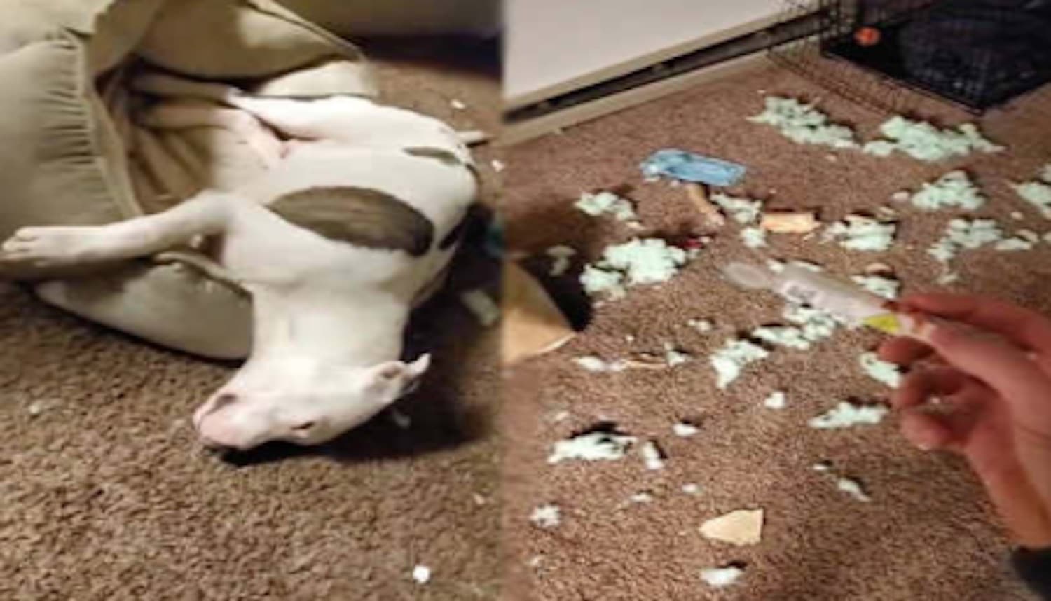 Dude Comes Home To Find His Dog Baked Out Of His Mind After Eating Weed ...