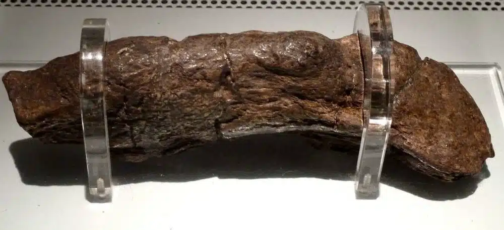 The Longest Known Human Turd Is 20cm Long And Dates Back To A 9th ...