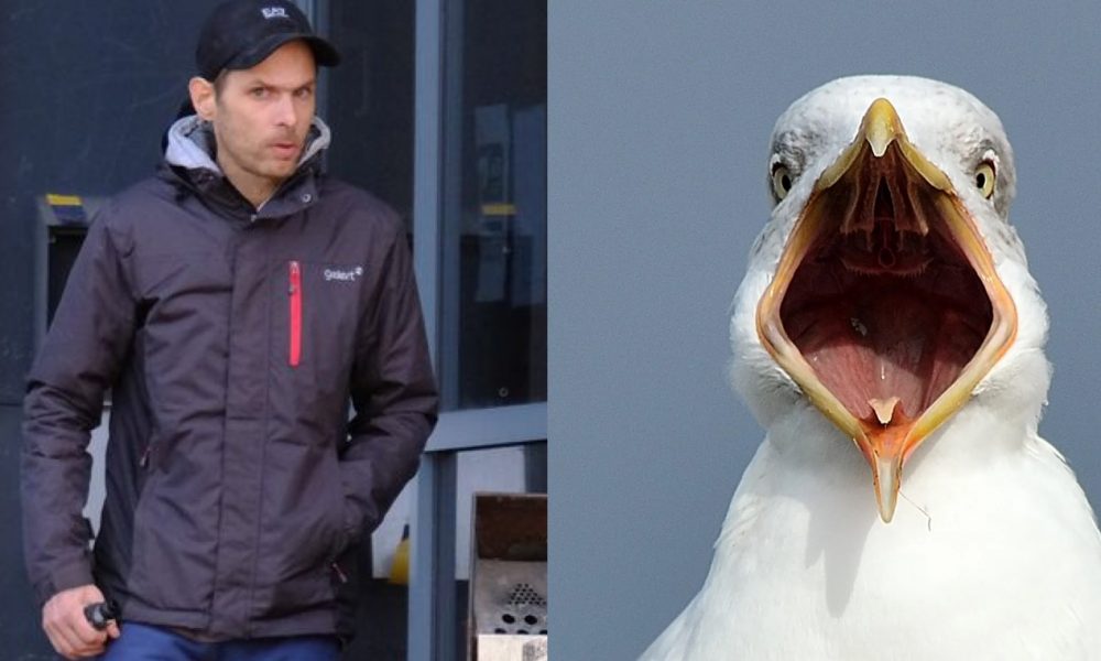 39 Year Old Man Accused Of Placing Penis Inside Seagull's Beak